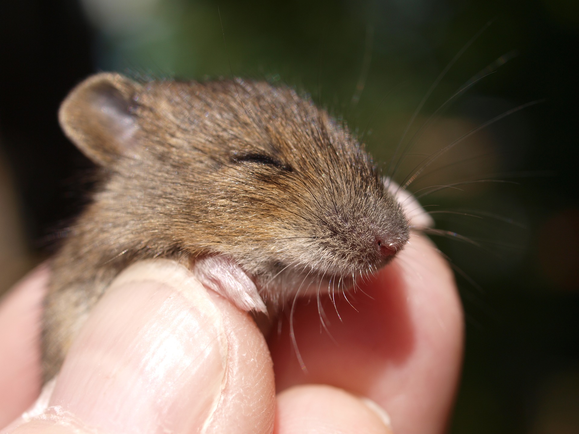 Mike and Mouse – BELLOHUTCH